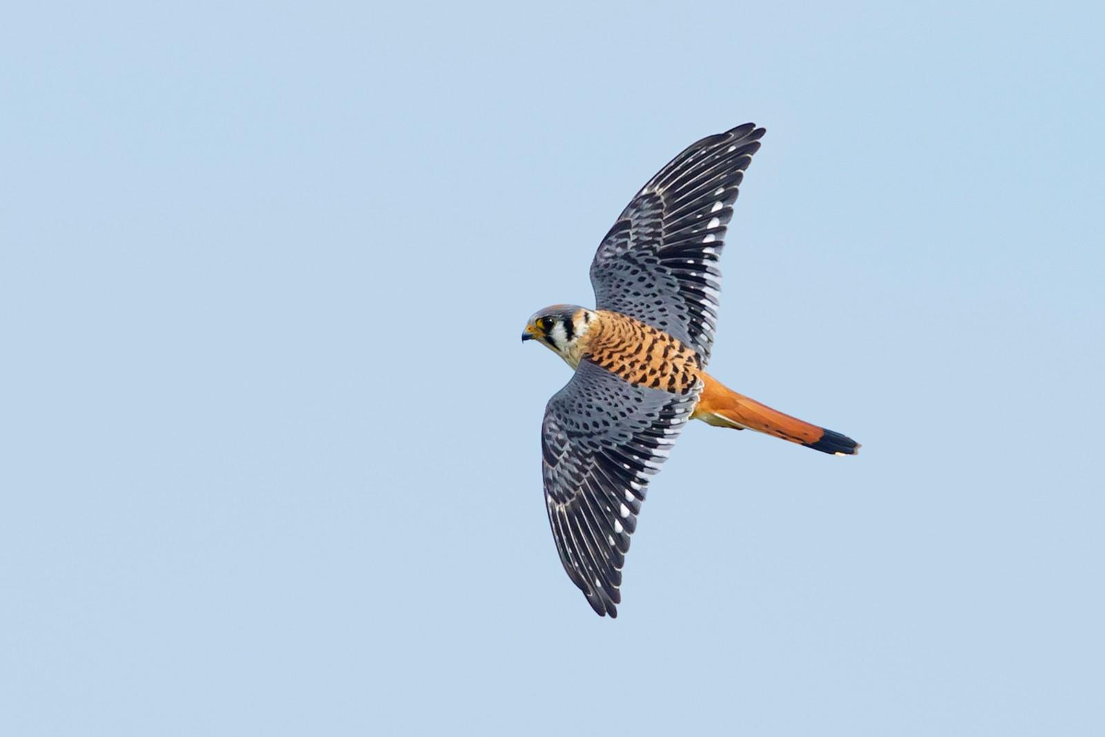 The American Kestrel, North America’s Smallest Falcon – For The Birds