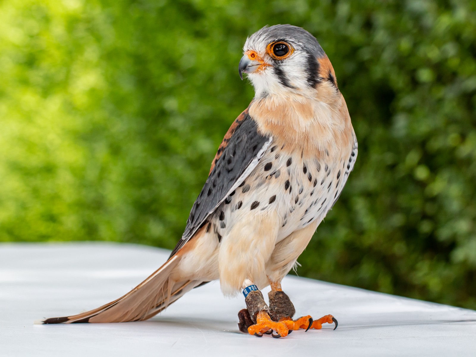The American Kestrel, North America’s Smallest Falcon – For The Birds