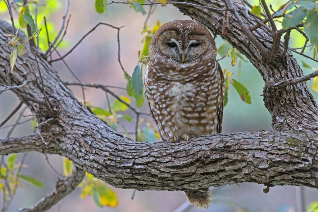 The Mexican Spotted Owl: A Comprehensive Guide to its Habitat and ...