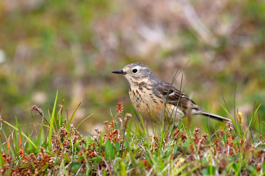 Discovering the American Pipit: A Comprehensive Guide to These ...