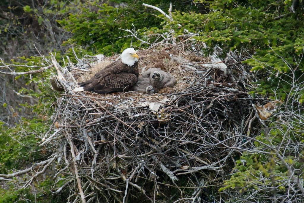 Bald Eagles: A Comprehensive Guide to These Iconic Birds - For The Birds