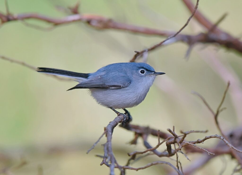 Discover the Fascinating Birds of Kentucky: A Comprehensive Guide - For ...