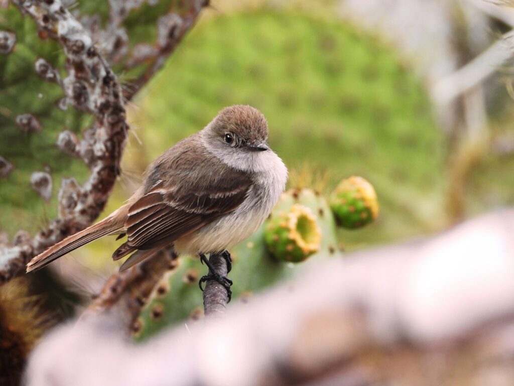 The Evolutionary Significance of Finches on the Galapagos Islands - For ...