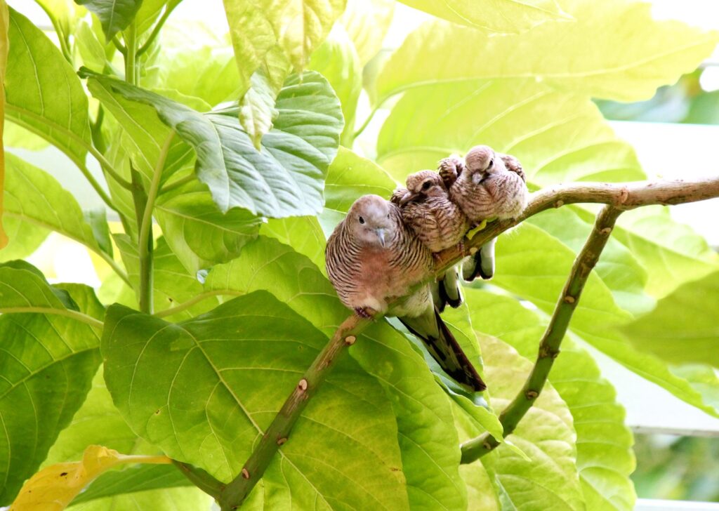 Unraveling the Mysteries of Mourning Doves: Behavior, Habitat, and ...