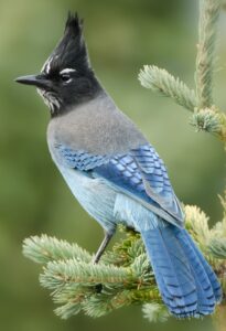 The Unique Characteristics and Behaviors of the Steller's Jay: A Closer ...