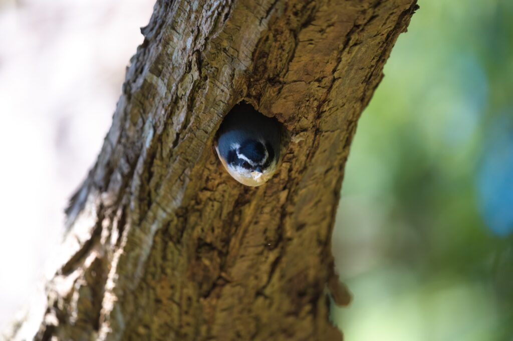 Red-breasted Nuthatch - For The Birds