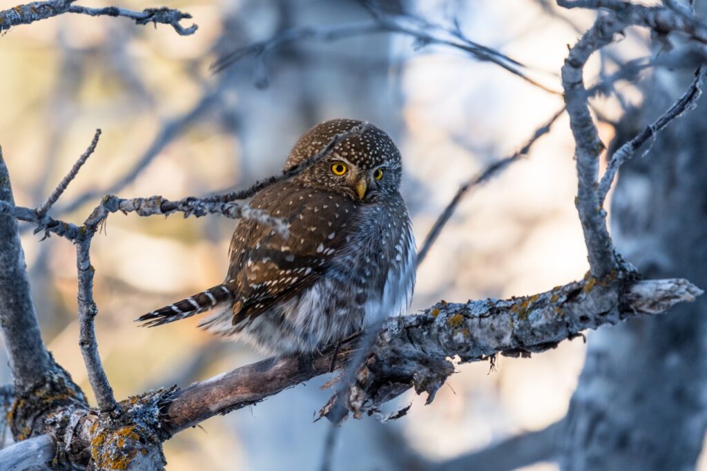 Northern Pygmy Owl - For The Birds