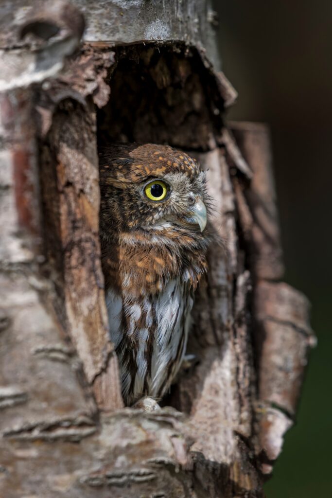 Northern Pygmy Owl - For The Birds