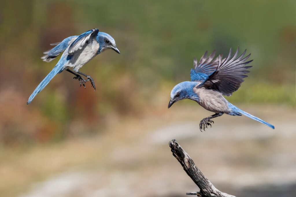 Scrub Jay - For The Birds