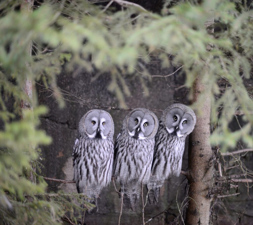 Great Grey Owl - For The Birds