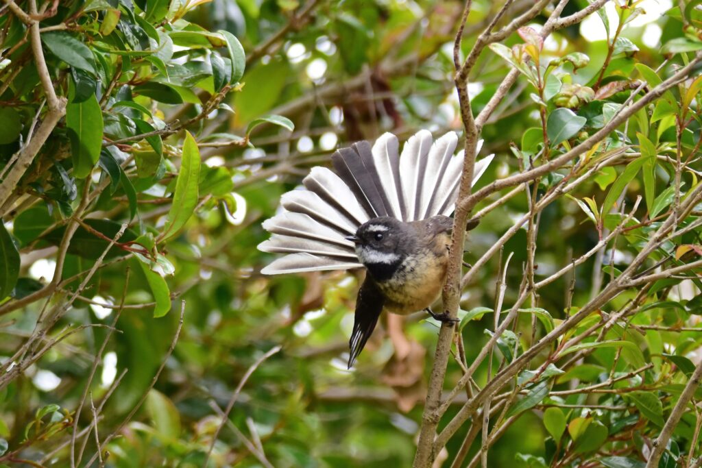 The Enchanting Avian World of New Zealand: Majestic Birds of the Land ...