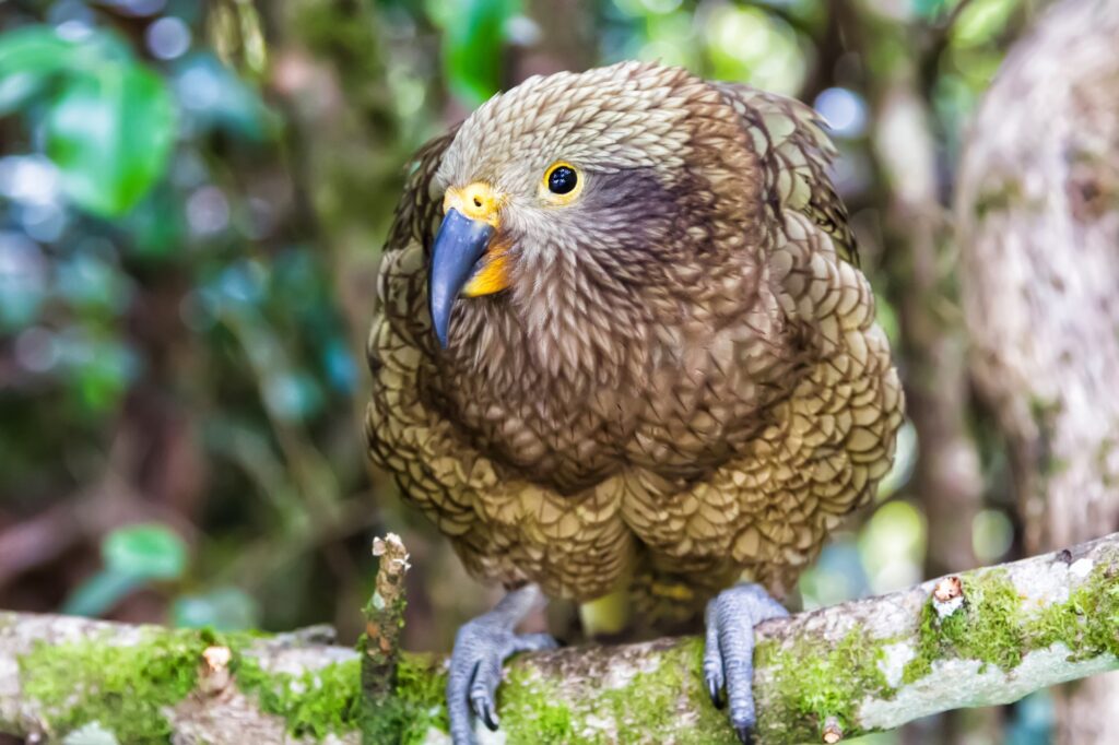 The Enchanting Avian World of New Zealand: Majestic Birds of the Land ...